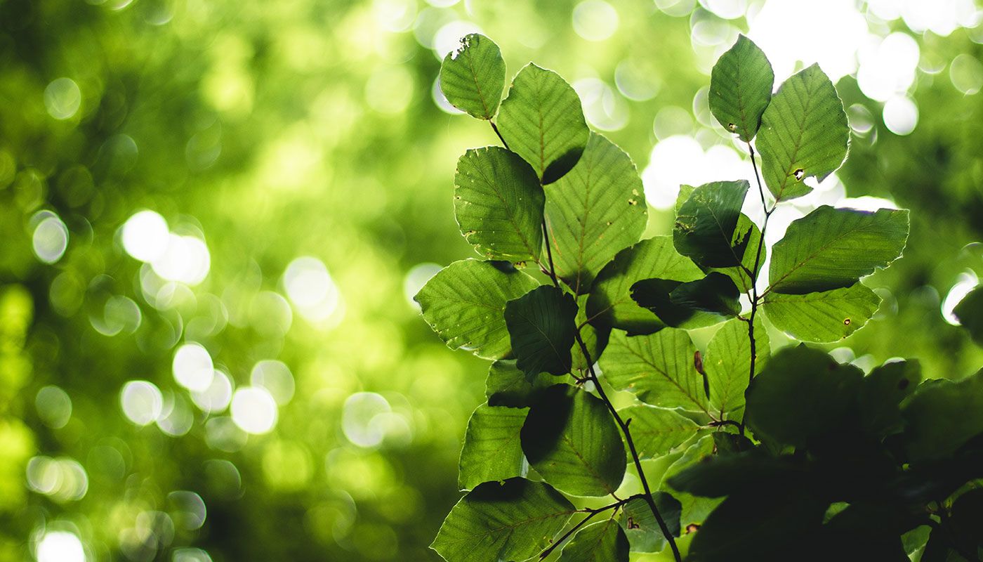 Viskose | Ratgeber | greenality